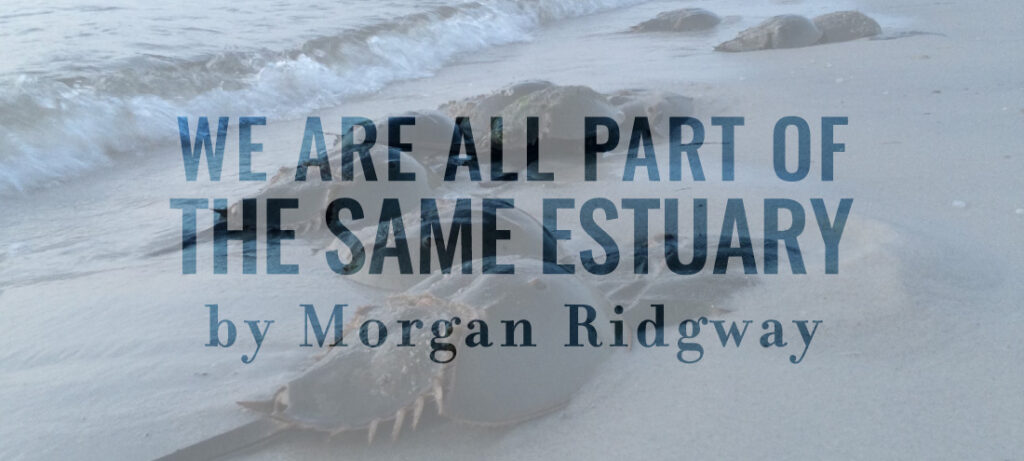 we are all part of the same estuary - Exposition Review